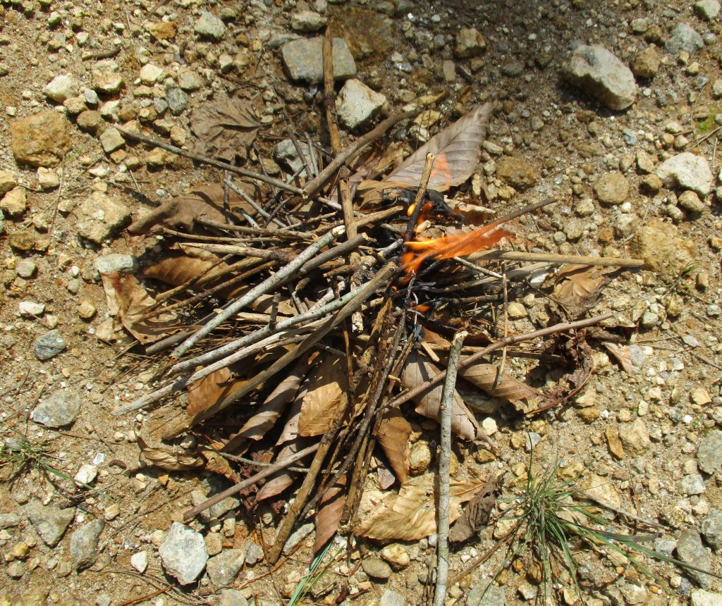 Could You Build an Emergency Fire? Here Are Some Tips - TheGunMag - The ...