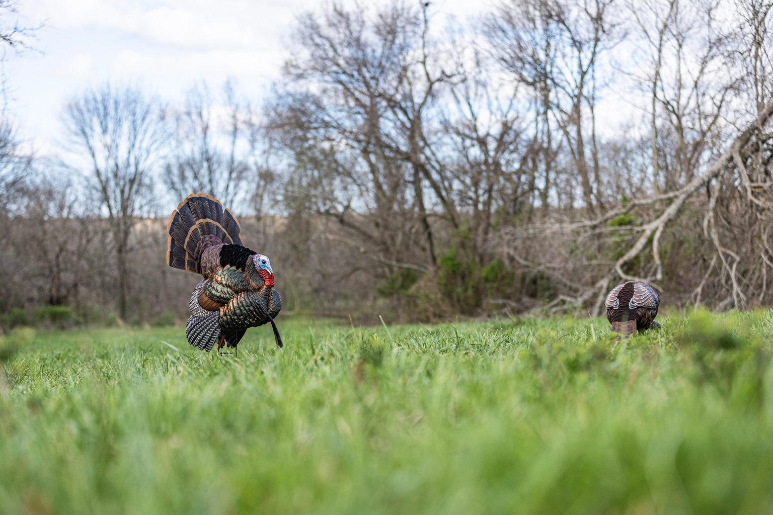 Avian-X Accessories for Turkey Hunters: HDR Turkey Decoys and X-Factor ...